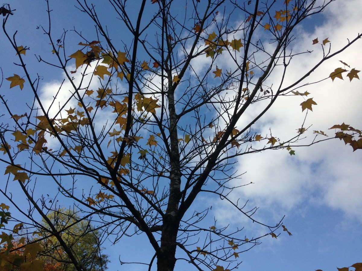 The shortest book review ever | Jenny Alexander's blog: Writing in the ...